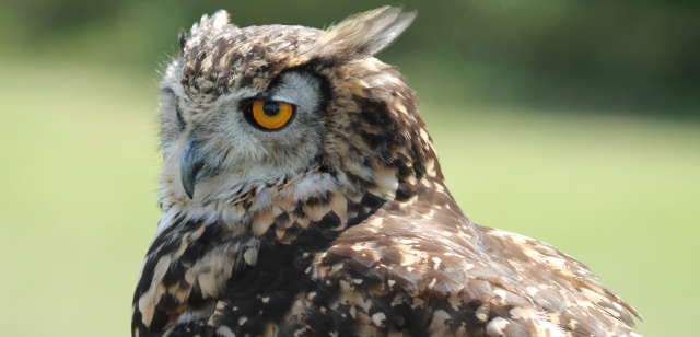 Baytree Owl Centre | Picniq