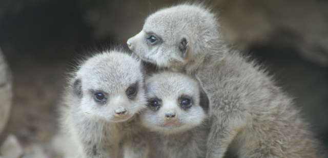 Tropical World Leeds | Picniq