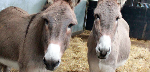 Marsh Farm Animal Adventure Park | Picniq