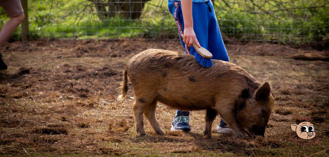 Kew Little Pigs | Picniq