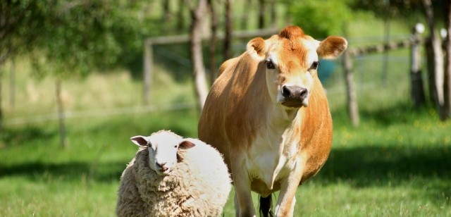 Big Sheep & Little Cow Farm | Picniq