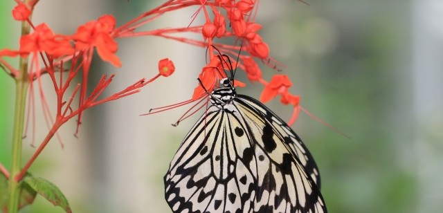 Akamba Garden Centre | Picniq