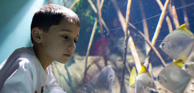 Aquarium at World Museum Liverpool | Picniq