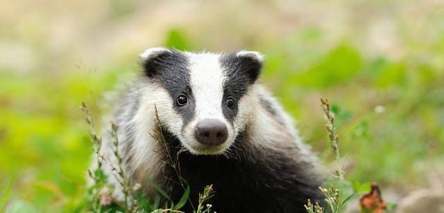 Badger Watch | Picniq